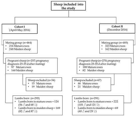 Animals | Free Full-Text | Influence of Maternal Factors (Weight, Body ...
