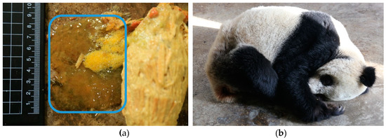 Prospective Study on the Excretion of Mucous Stools and its Association ...