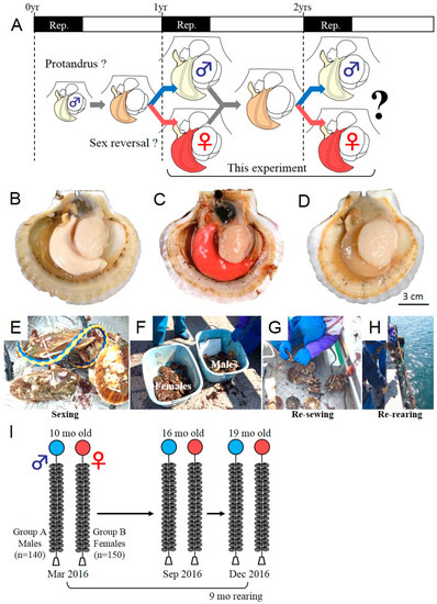 Phenotypic Stability of Sex and Expression of Sex Identification ...