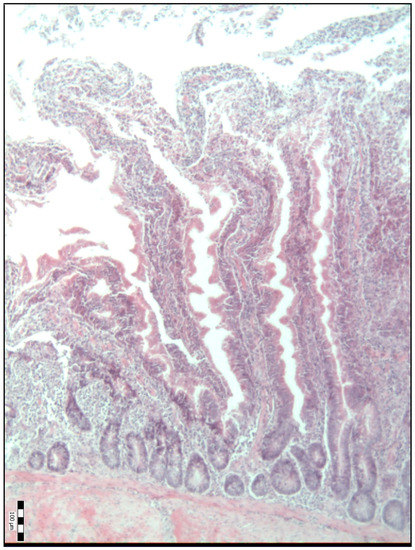 Intestinal Morphology in Broiler Chickens Supplemented with Propolis ...