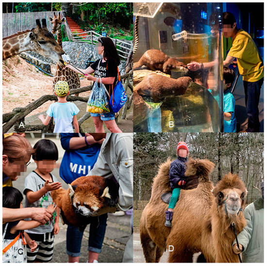 A Global Review of Animal–Visitor Interactions in Modern Zoos and ...