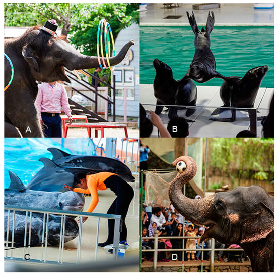 A Global Review of Animal–Visitor Interactions in Modern Zoos and ...