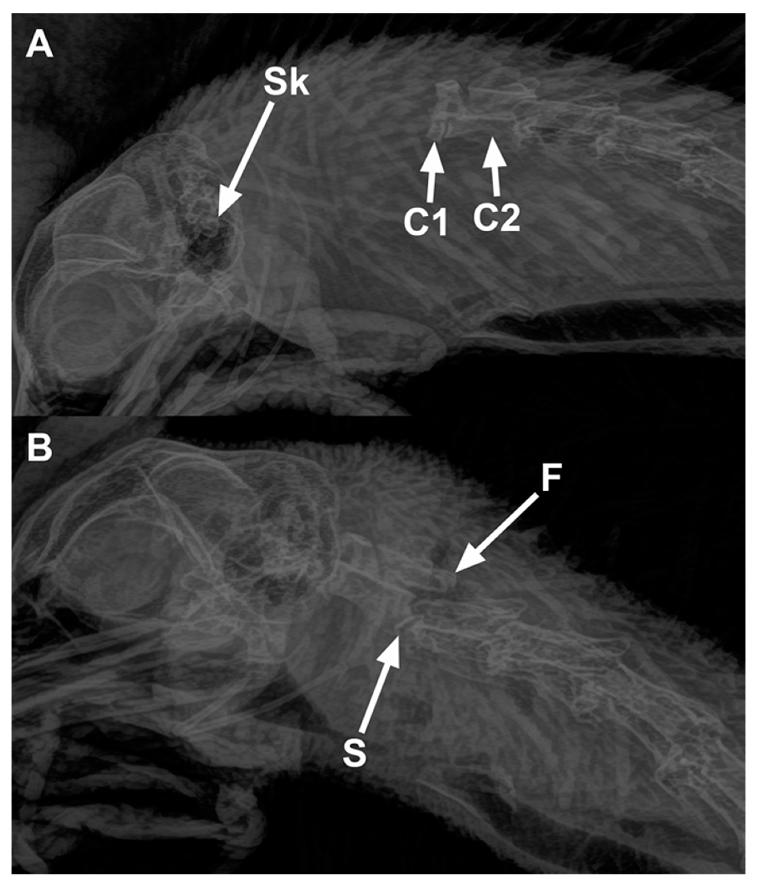 Efficacy of a Novel Mechanical Cervical Dislocation Device in ...