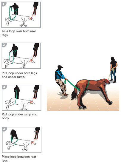 Description of Placement Procedures for Common Methods Used in Equine ...