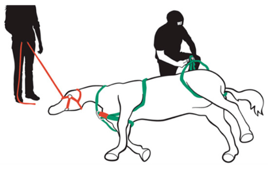 Description of Placement Procedures for Common Methods Used in Equine ...