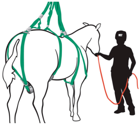 Description of Placement Procedures for Common Methods Used in Equine ...