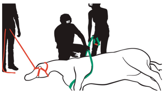 Description of Placement Procedures for Common Methods Used in Equine ...