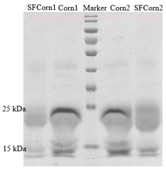 Variance of Zein Protein and Starch Granule Morphology between Corn and ...