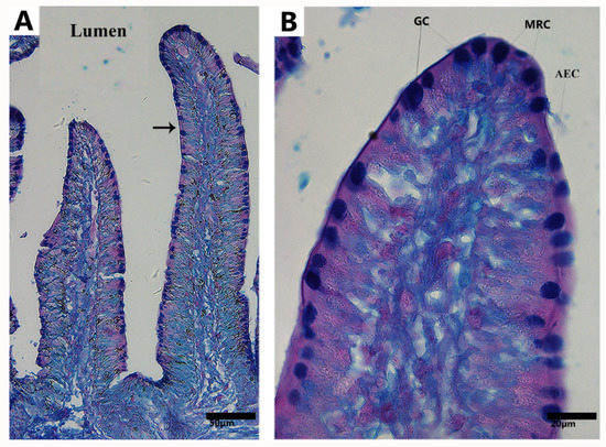 Mitochondria-Rich Cells: A Novel Type of Concealed Cell in the Small ...