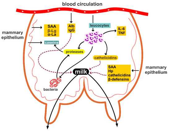 Mammary Defences and Immunity against Mastitis in Sheep