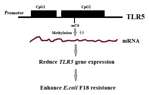 Animals | Free Full-Text | Regulation and Molecular Mechanism of TLR5 ...
