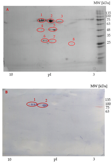 Transferrin Identification in Sterlet (Acipenser ruthenus) Reproductive ...