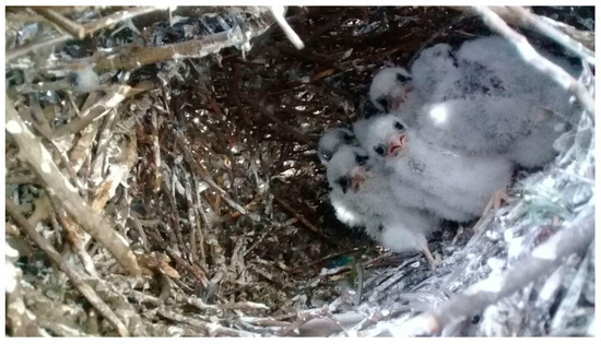 Interactions between Invasive Monk Parakeets (Myiopsitta monachus) and ...