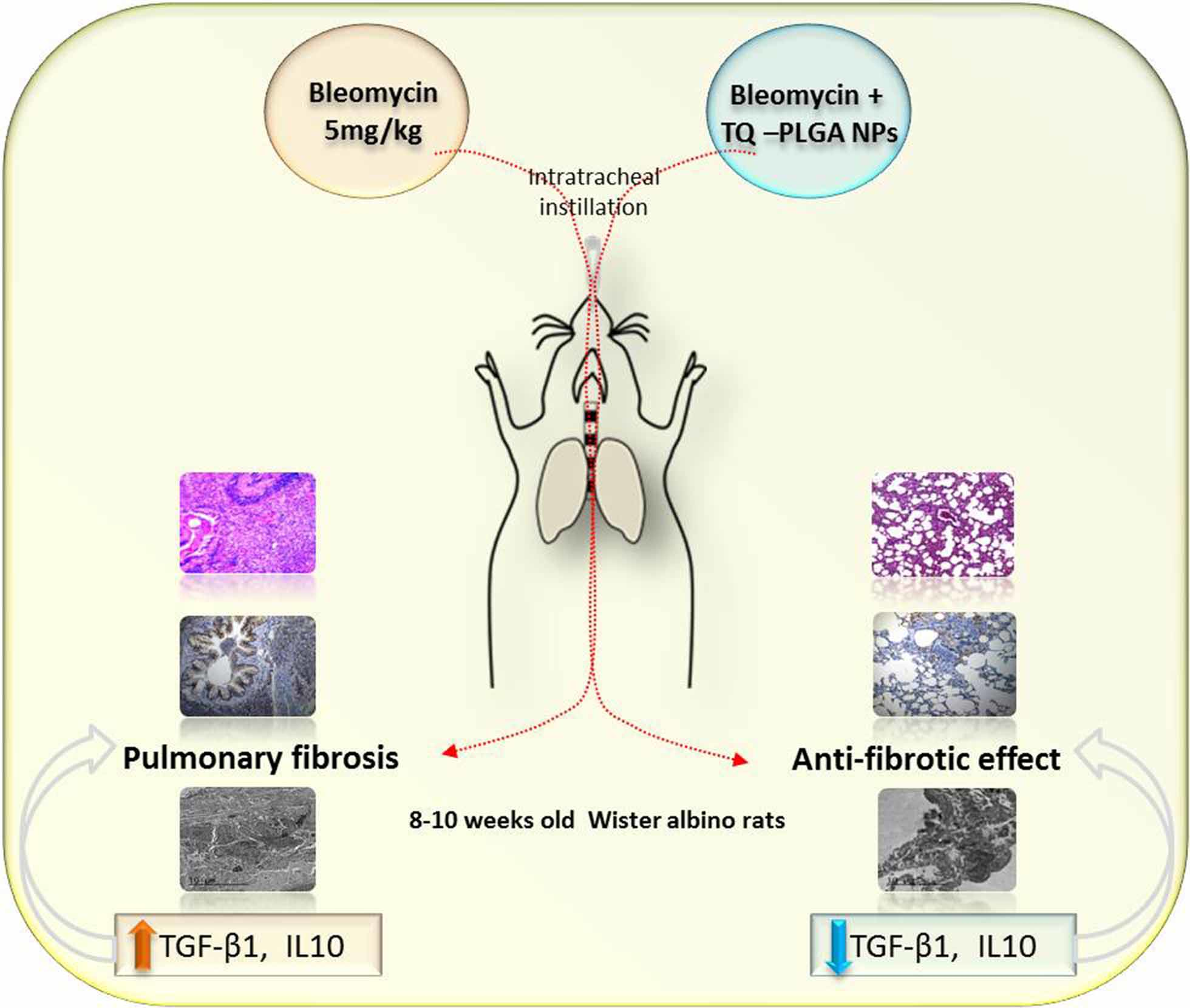 Animals | Free Full-Text | Thymoquinone-PLGA-PVA Nanoparticles ...