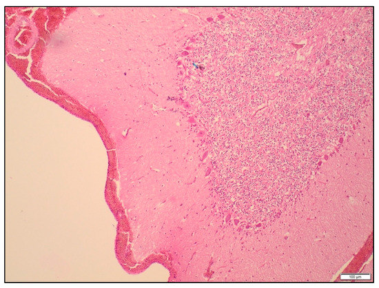 Pathophysiology of Concussive Non-Penetrative Captive Bolt Stunning of ...