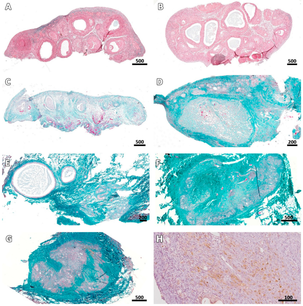 Function of Cryopreserved Cat Ovarian Tissue after Autotransplantation