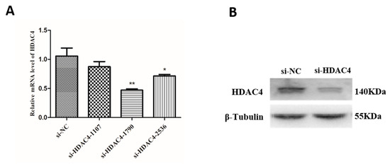 HDAC4 Regulates the Proliferation, Differentiation and Apoptosis of ...