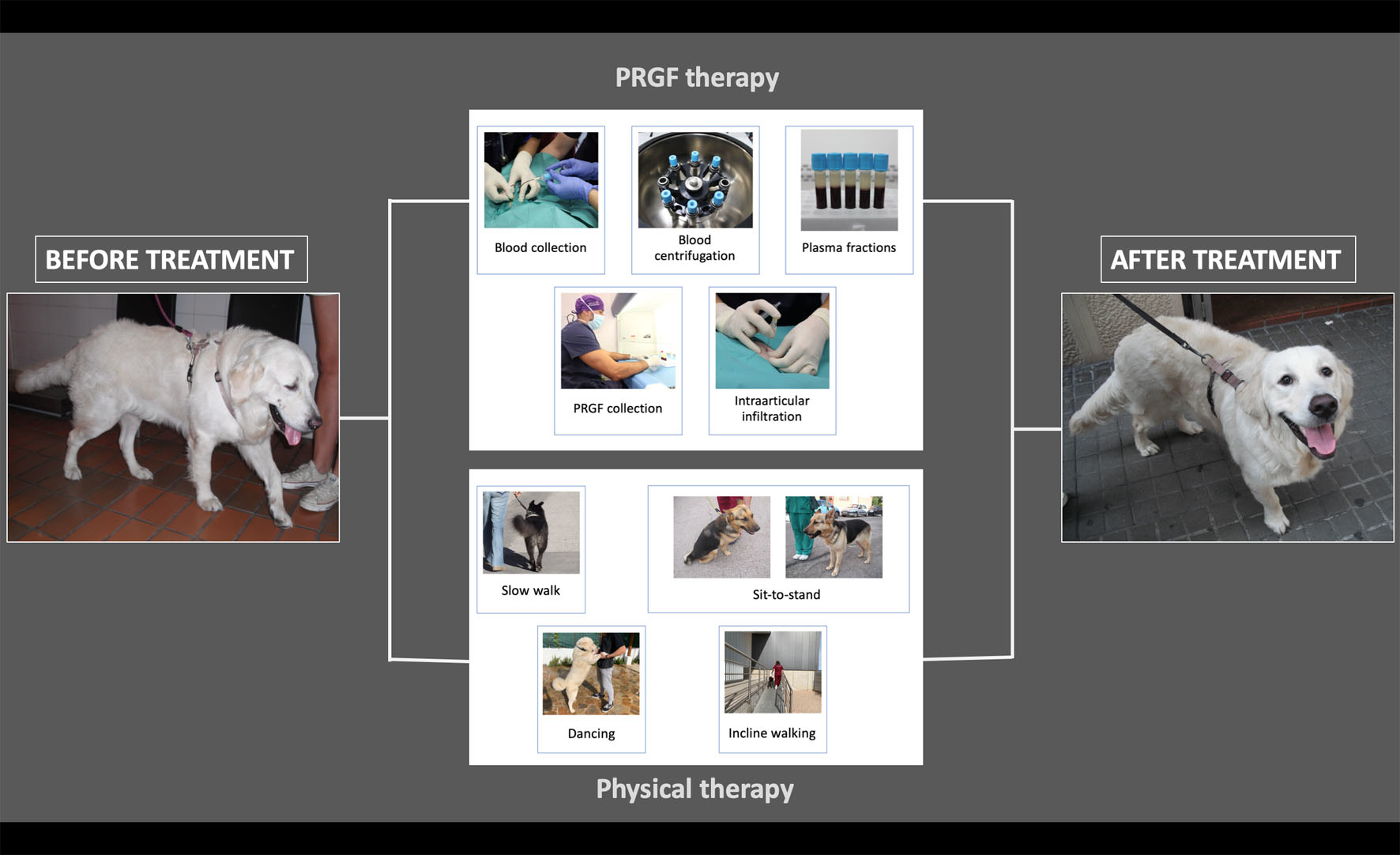 Animals | Free Full-Text | Objective Comparison between Platelet Rich ...