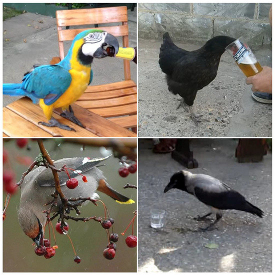 Birds Drinking Alcohol: Species and Relationship with People. A Review ...