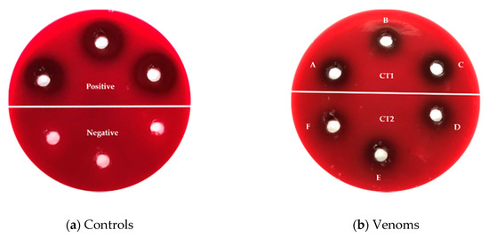 Antibacterial and Hemolytic Activity of Crotalus triseriatus and ...