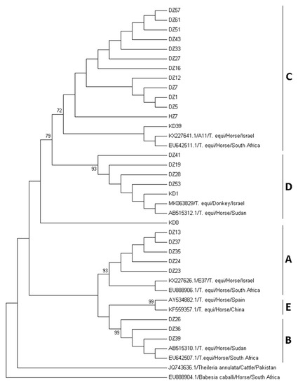 Animals | Free Full-Text | Genetic Characterization of Piroplasms in ...