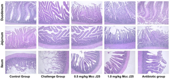 Effect of Antimicrobial Peptide Microcin J25 on Growth Performance ...