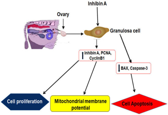 Effects of Inhibin A on Apoptosis and Proliferation of Bovine Granulosa ...