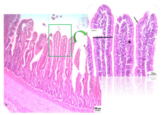 Animals | Free Full-Text | Effects of Microencapsulated Blends of ...