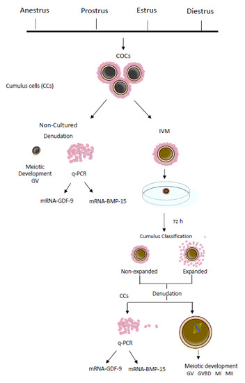 GDF-9 and BMP-15 mRNA Levels in Canine Cumulus Cells Related to Cumulus ...