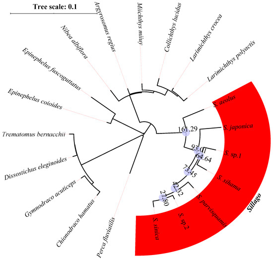 Comprehensive Transcriptome Analysis Reveals Insights into Phylogeny ...