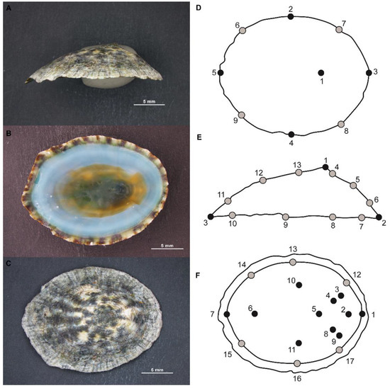 Quantifying the Geometric Shell Shape between Populations of True ...