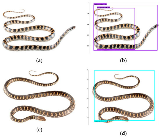 Revealing the Unknown: Real-Time Recognition of Galápagos Snake Species ...