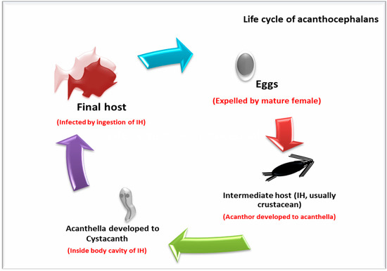 Biomonitoring of Heavy Metal Pollution Using Acanthocephalans Parasite ...