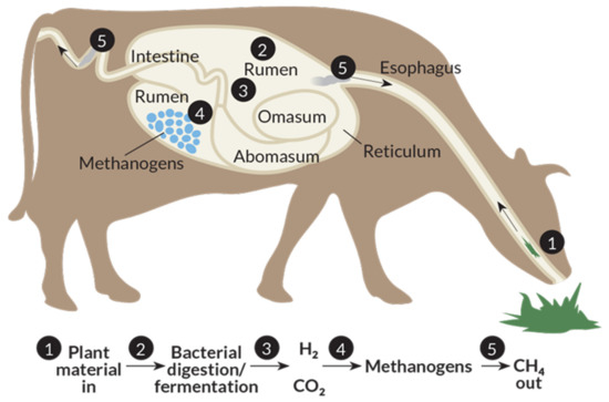 A Review of Enteric Methane Emission Measurement Techniques in Ruminants