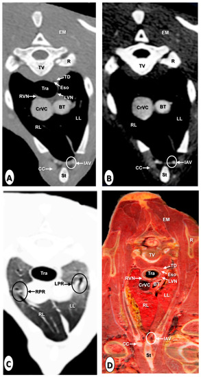Anatomical Assessment of the Thorax in the Neonatal Foal Using Computed ...