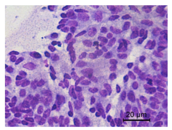 Animals | Special Issue : Reproduction, Fertility and Embryonic ...