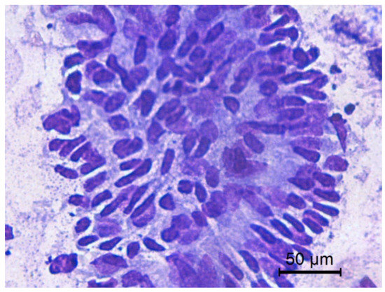 Animals | Special Issue : Reproduction, Fertility and Embryonic ...