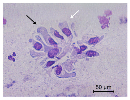 Animals | Special Issue : Reproduction, Fertility and Embryonic ...