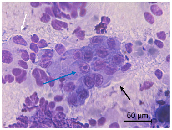 Animals | Special Issue : Reproduction, Fertility and Embryonic ...