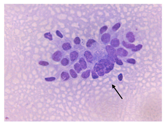 Animals | Special Issue : Reproduction, Fertility and Embryonic ...