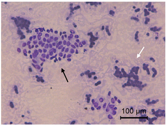 Animals | Special Issue : Reproduction, Fertility and Embryonic ...