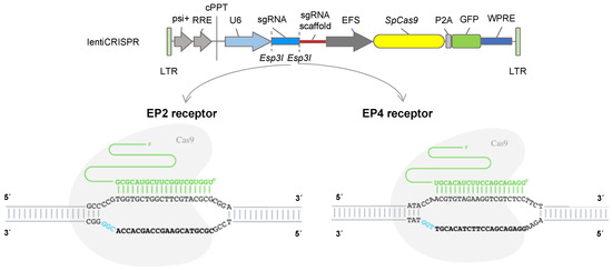 Edition of Prostaglandin E2 Receptors EP2 and EP4 by CRISPR/Cas9 ...