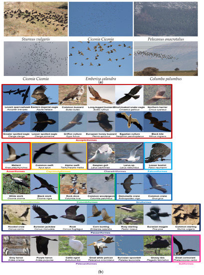 Automated Bird Counting with Deep Learning for Regional Bird ...