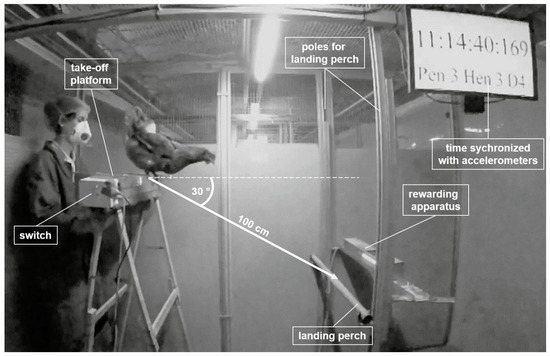 Perch Positioning Affects both Laying Hen Locomotion and Forces ...