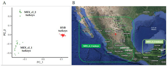 Hybrid Versus Autochthonous Turkey Populations: Homozygous Genomic ...