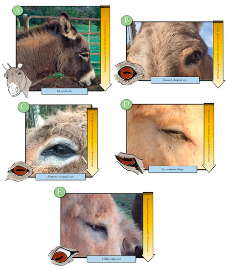 Animals | Special Issue : Advances in Donkey and Mule Research