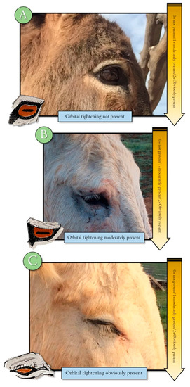 Development of a Donkey Grimace Scale to Recognize Pain in Donkeys ...