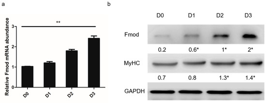 Fibromodulin Modulates Chicken Skeletal Muscle Development via the ...