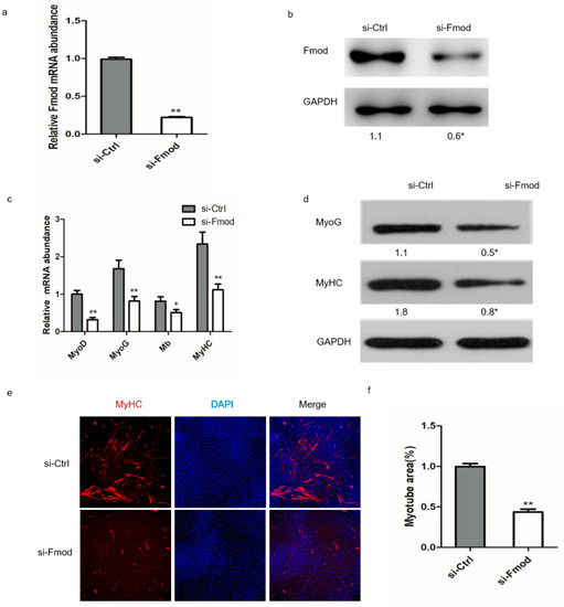 Fibromodulin Modulates Chicken Skeletal Muscle Development via the ...