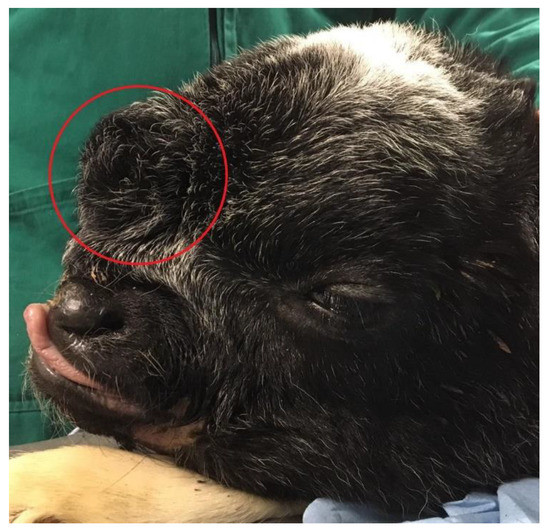 Animal Cloning Birth Defects